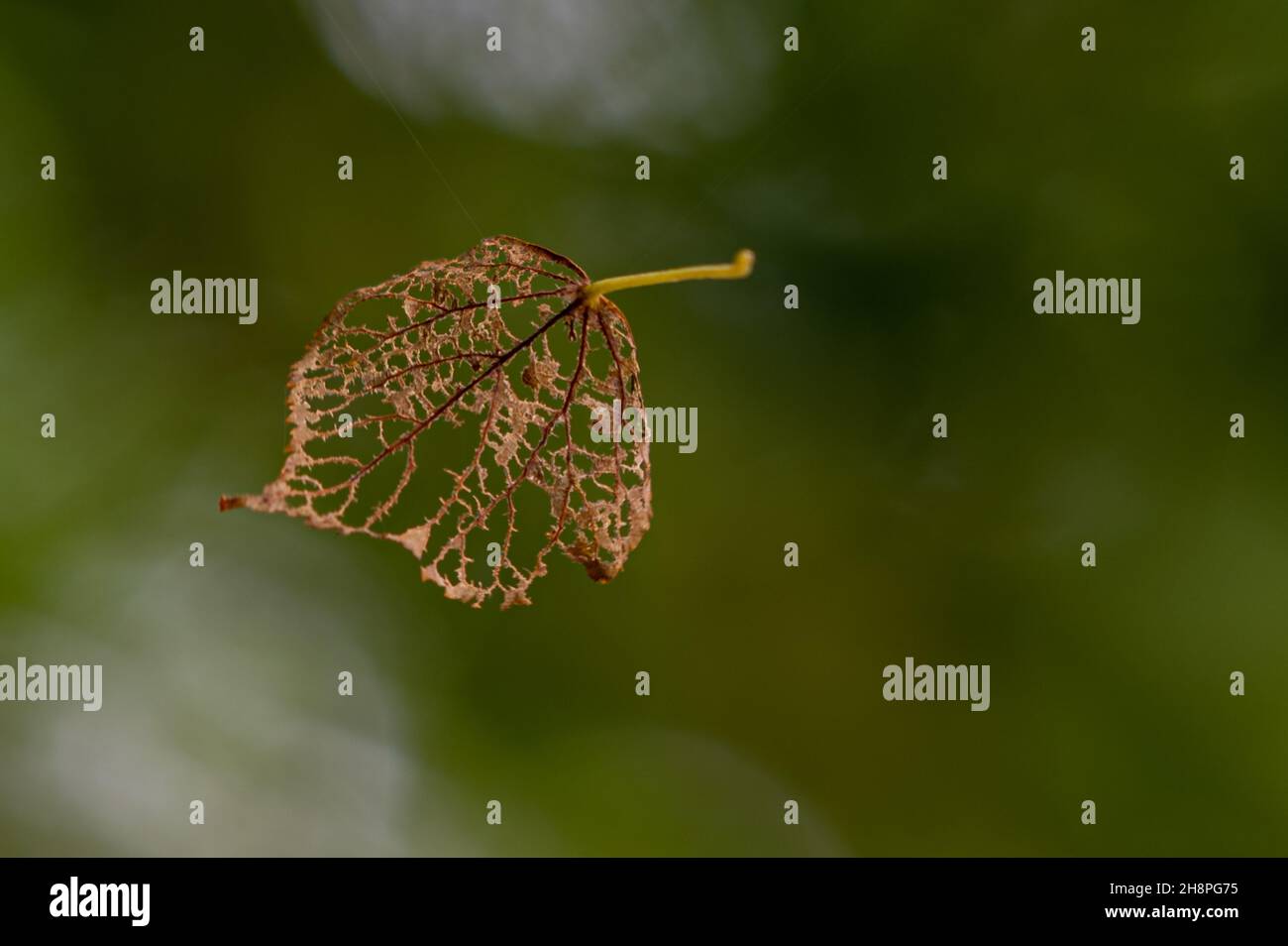 Half burnt tree hi-res stock photography and images - Alamy