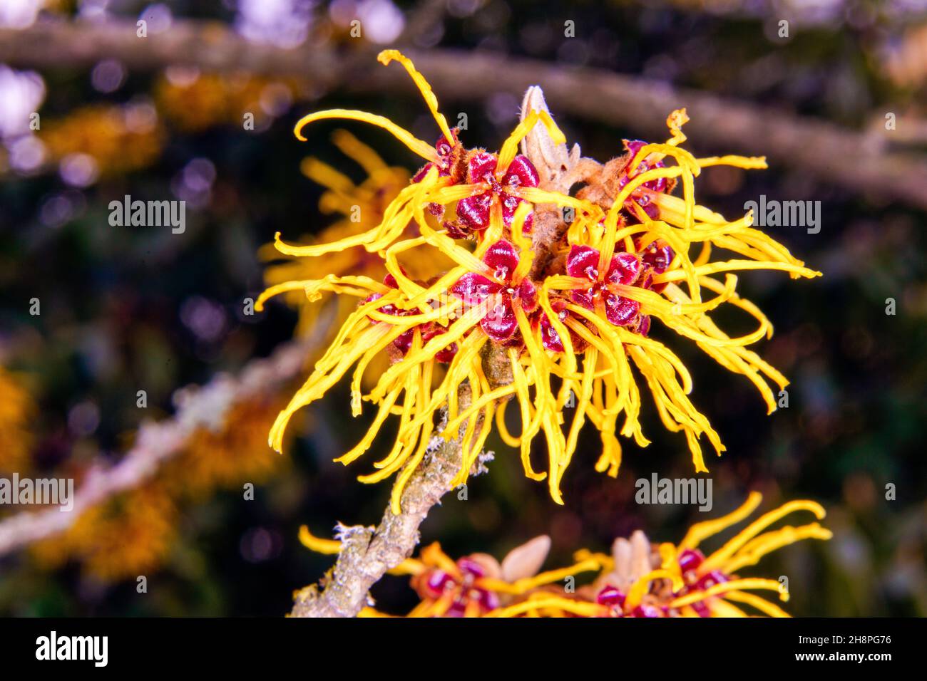 Witch hazel in Bloom in early spring Stock Photo - Alamy