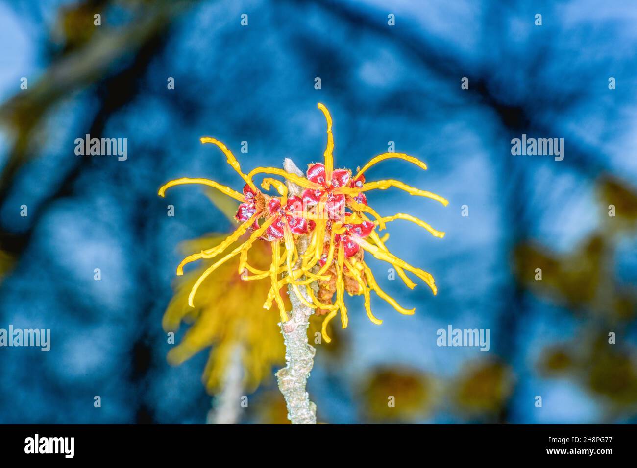 Witch hazel in Bloom in early spring Stock Photo - Alamy