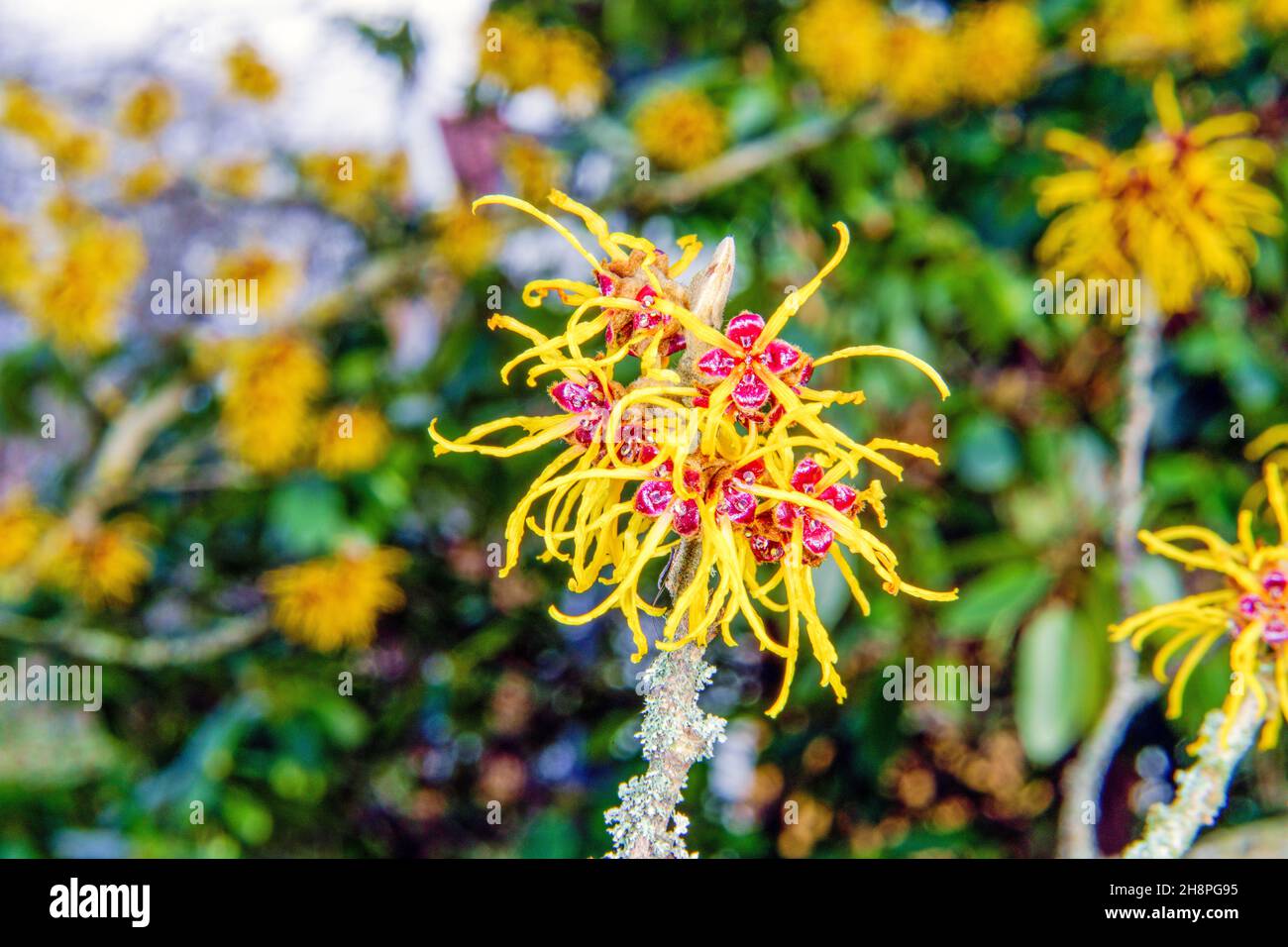 Witch hazel in Bloom in early spring Stock Photo - Alamy