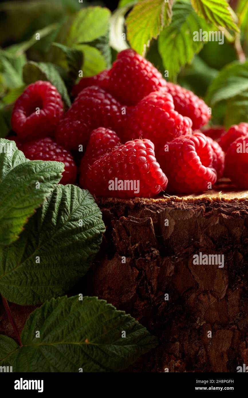 Fresh juicy raspberries with leaves on a pine stump in the forest Stock ...