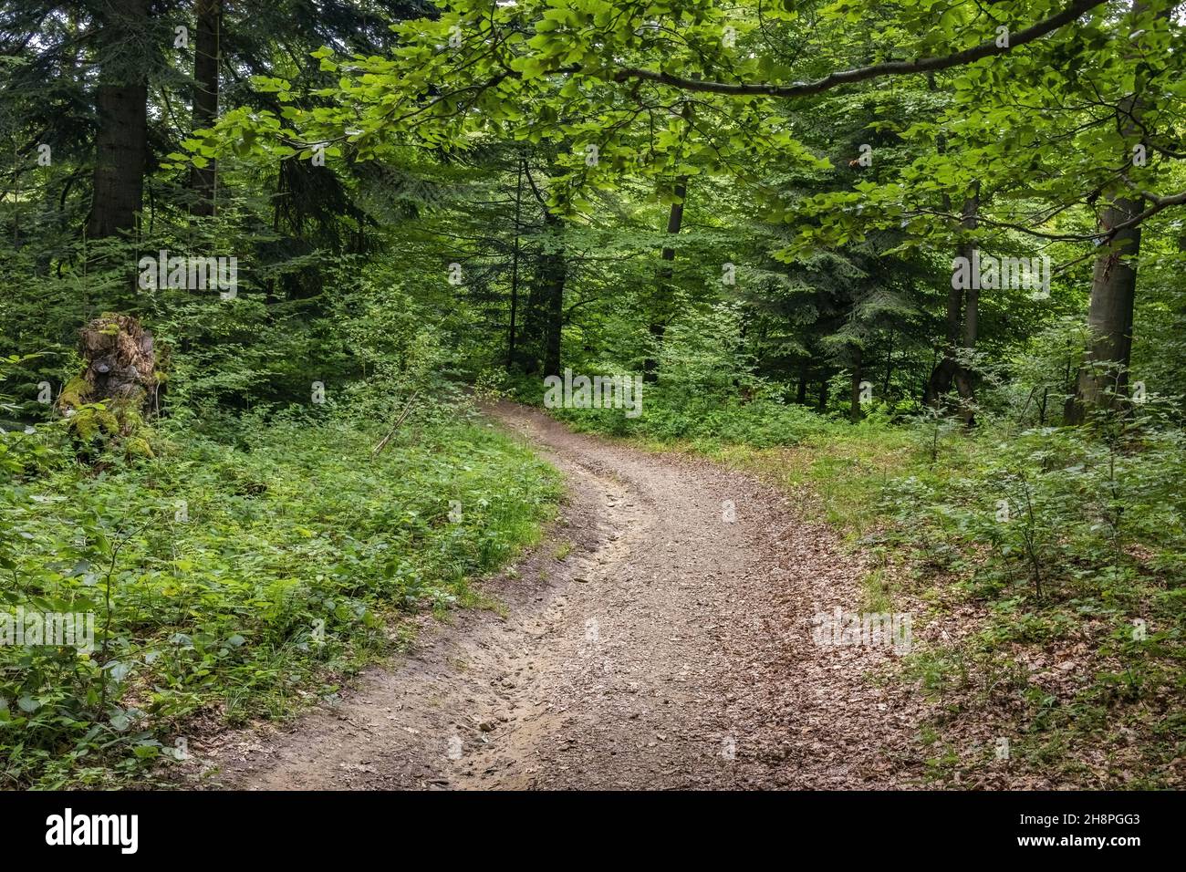 Long walking trail through a green forest Stock Photo - Alamy