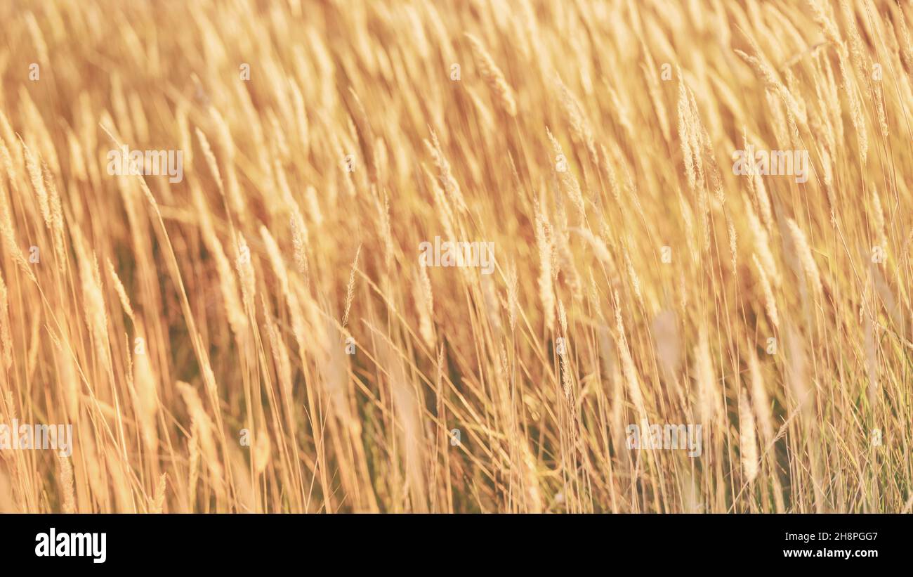 Golden rye ears field pan hi-res stock photography and images - Alamy