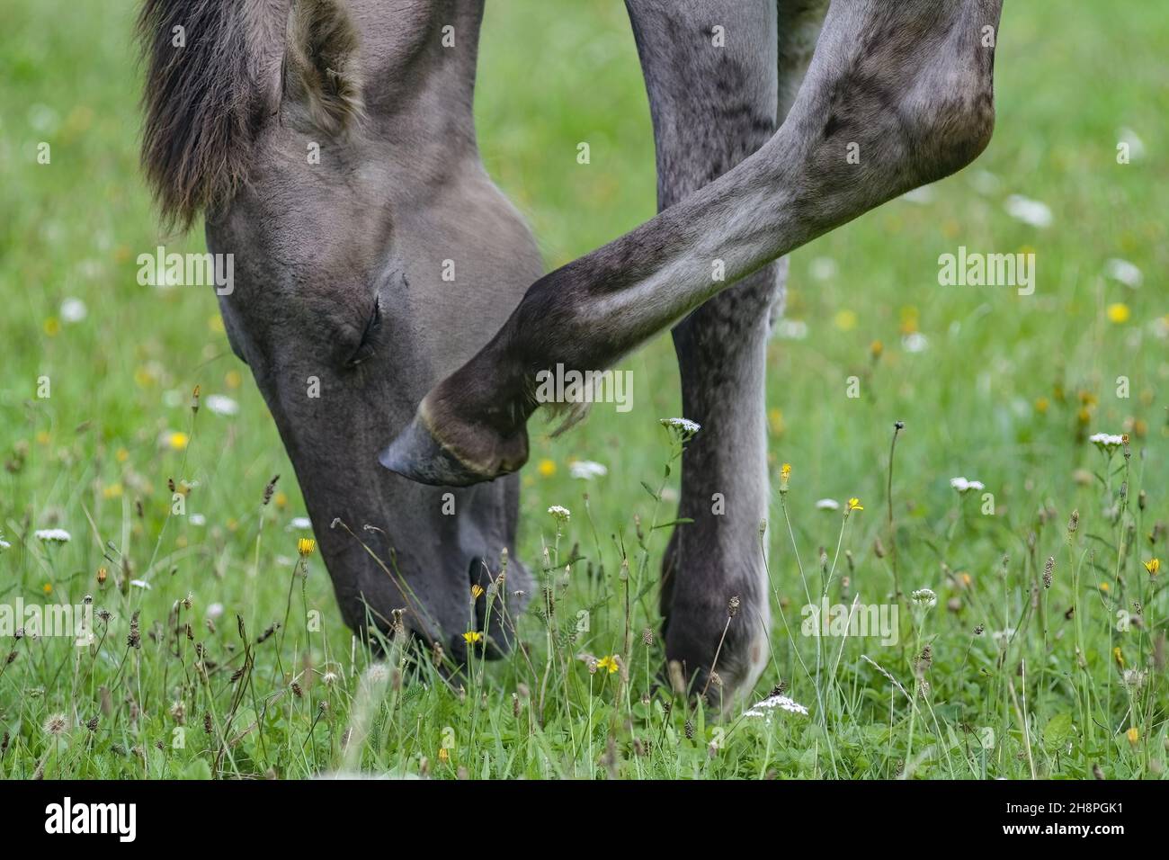 Gray horse scratching its head on a field Stock Photo - Alamy