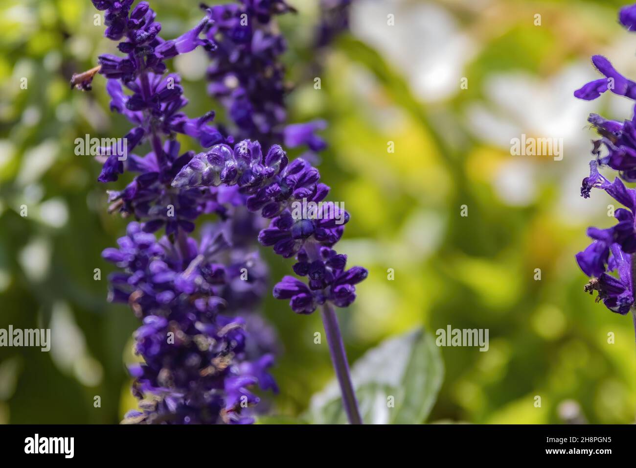 Purple chia flower hi-res stock photography and images - Alamy