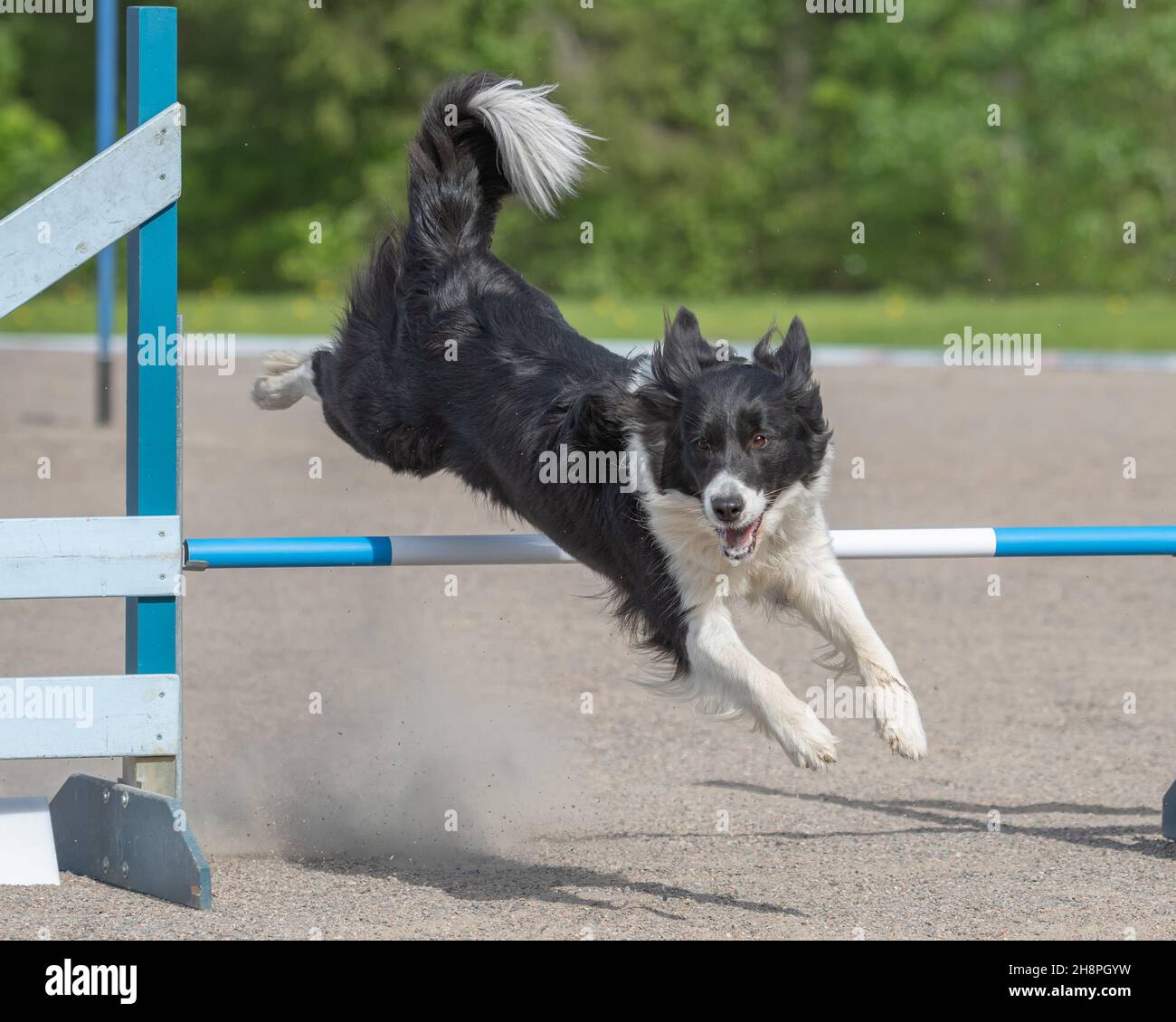 Border Collie jumps over an agility hurdle in an agility competition ...