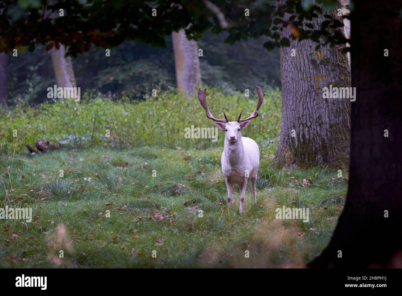 1 white albino fallow deer (Dama dama, damwild). The animal stands on a ...