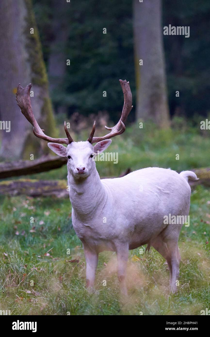 1 white albino fallow deer (Dama dama, damwild). The animal stands on a ...