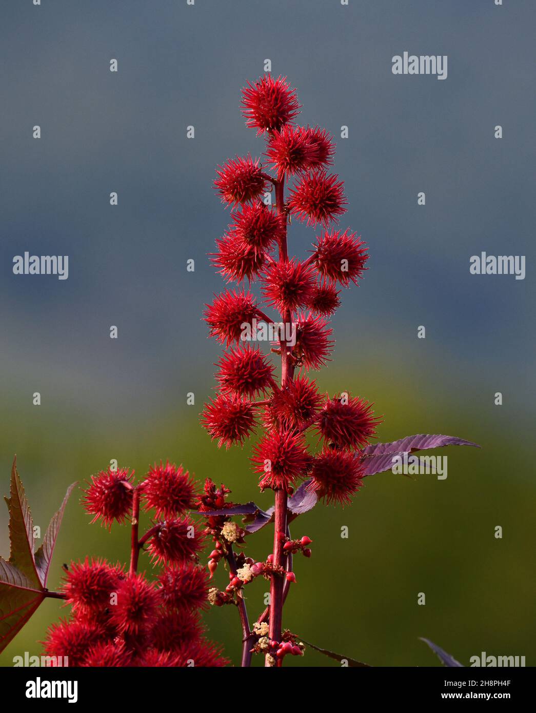 Castor oil plant Ricinus communis of the red variant, the seeds are ...