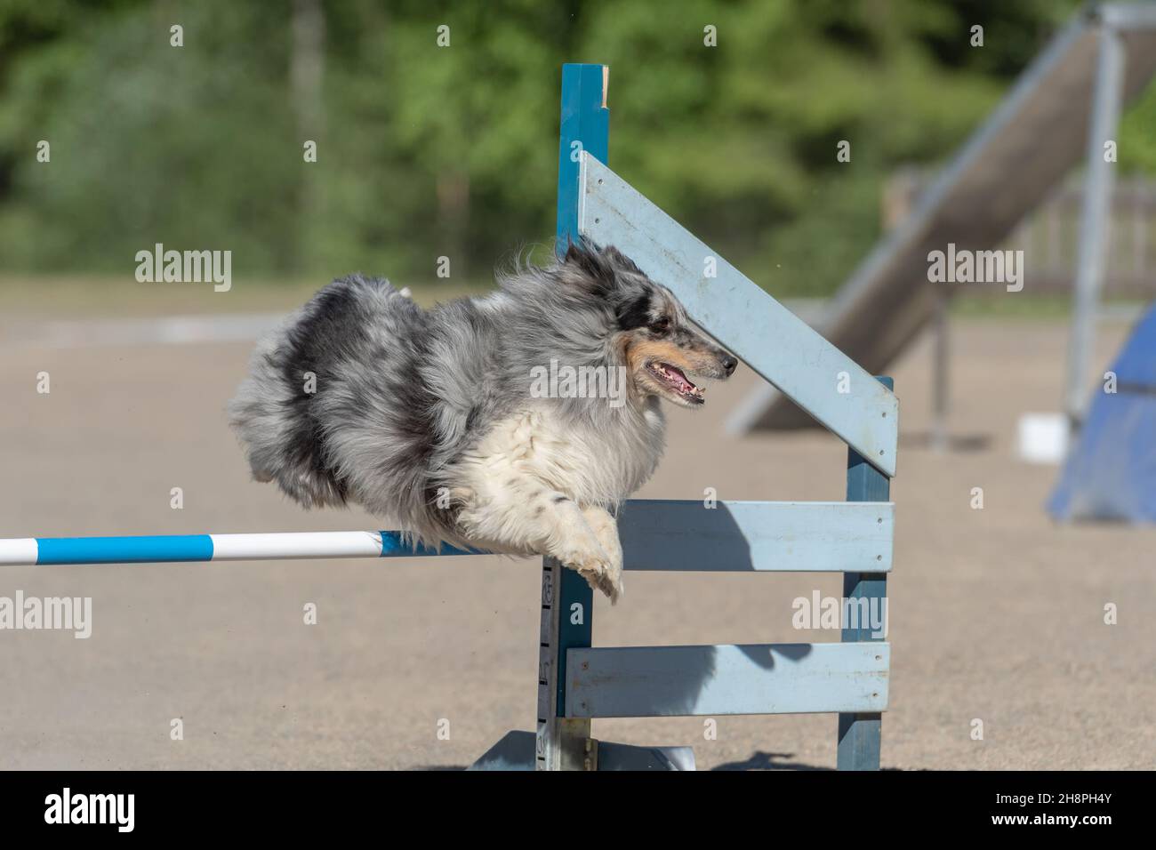 Shetland Sheepdog jumps over an agility hurdle in agility competition ...