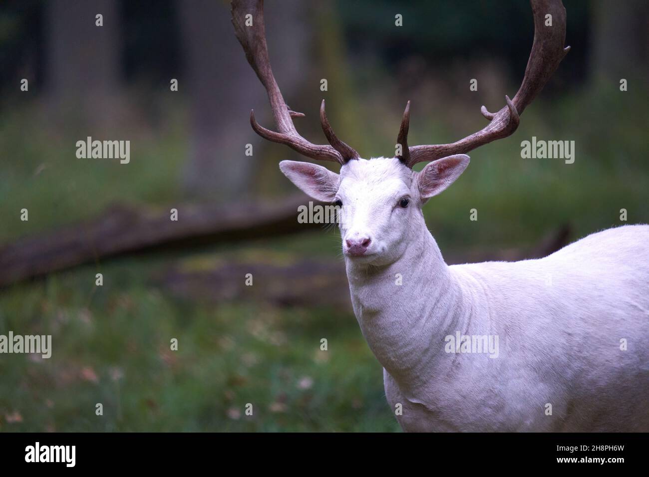 Albino deer in woods hi-res stock photography and images - Alamy