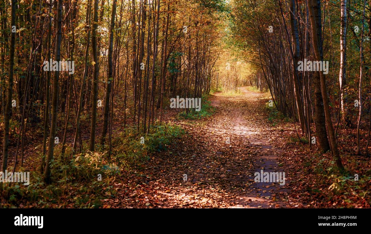 Sunny scene in autumn hi-res stock photography and images - Alamy