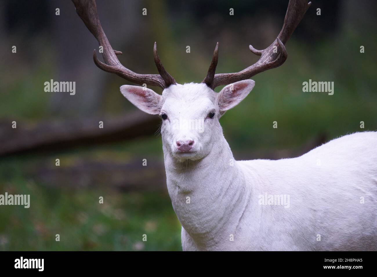 Portrait of a white albino fallow deer (Dama dama, damwild). The animal ...