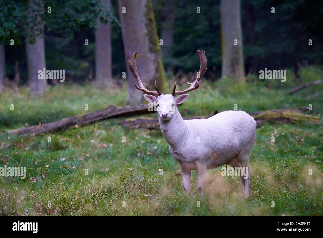 1 white albino fallow deer (Dama dama, damwild). The animal stands on a ...