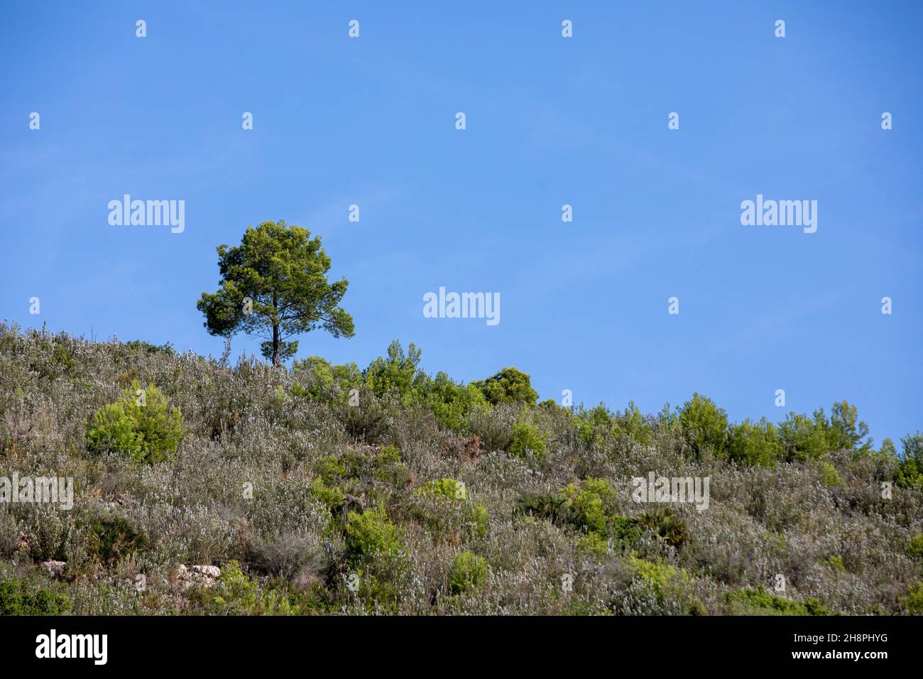 Single Tree on a Hill Stock Photo - Alamy