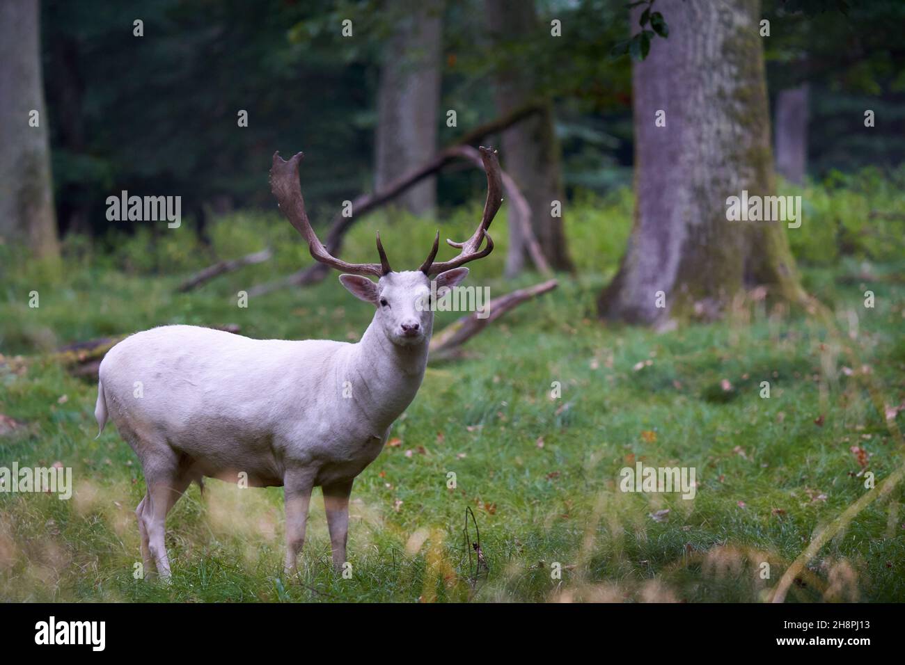 1 white albino fallow deer (Dama dama, damwild). The animal stands on a ...