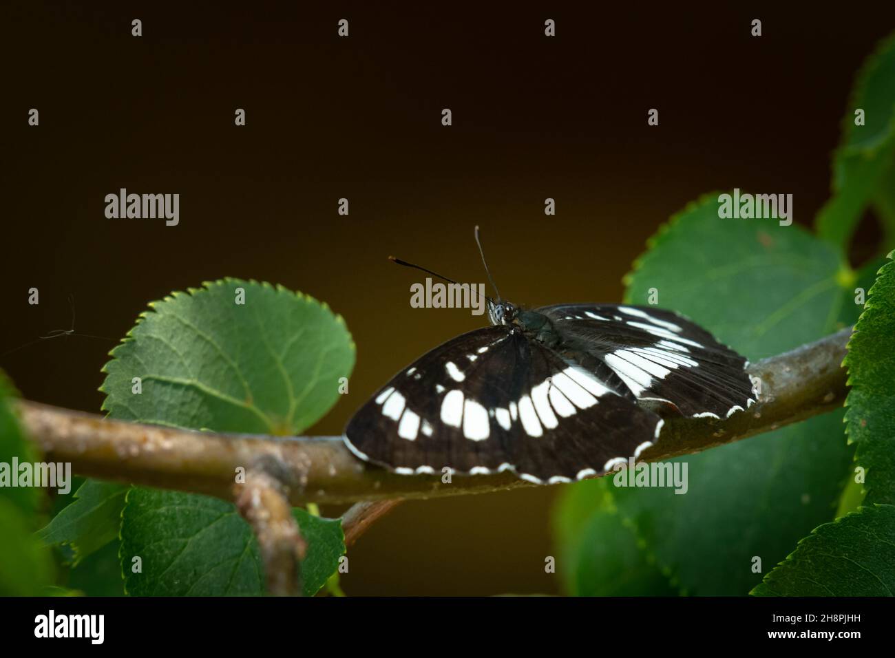 A Hungarian glider butterfly (Neptis rivularis) sitting on a tree ...