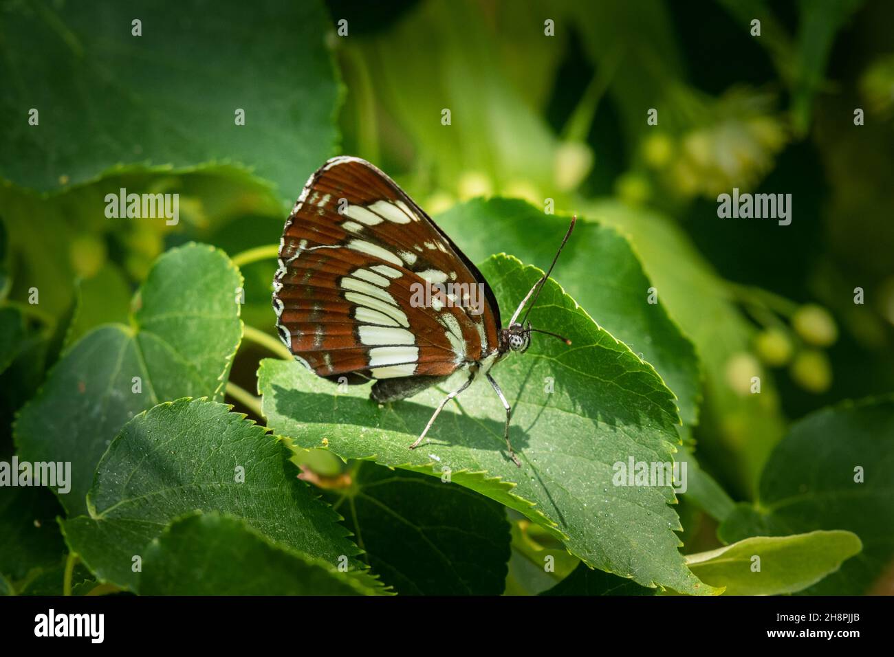 Glider butterfly hi-res stock photography and images - Alamy