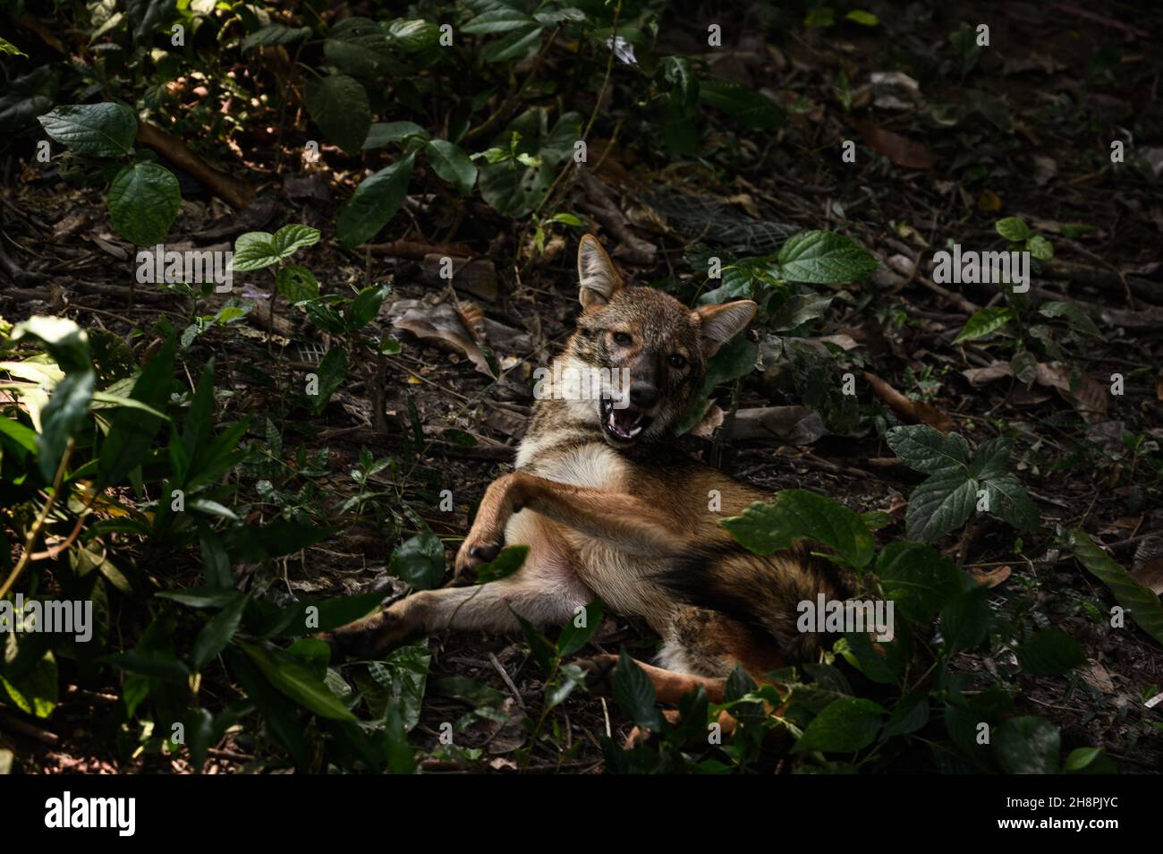 Hurt animal hi-res stock photography and images - Alamy