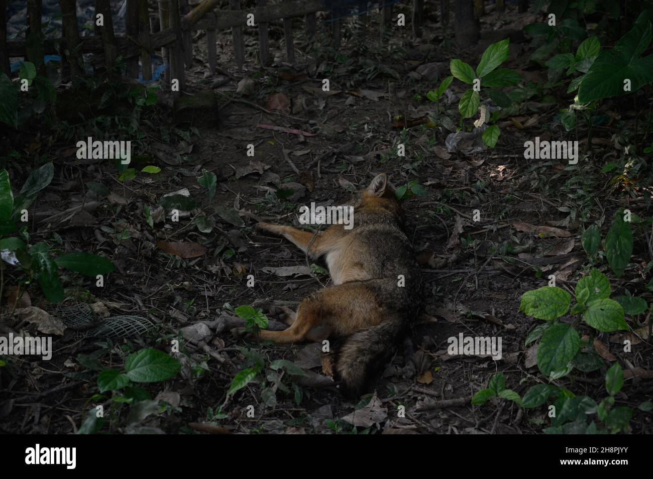 Hurt animal hi-res stock photography and images - Alamy