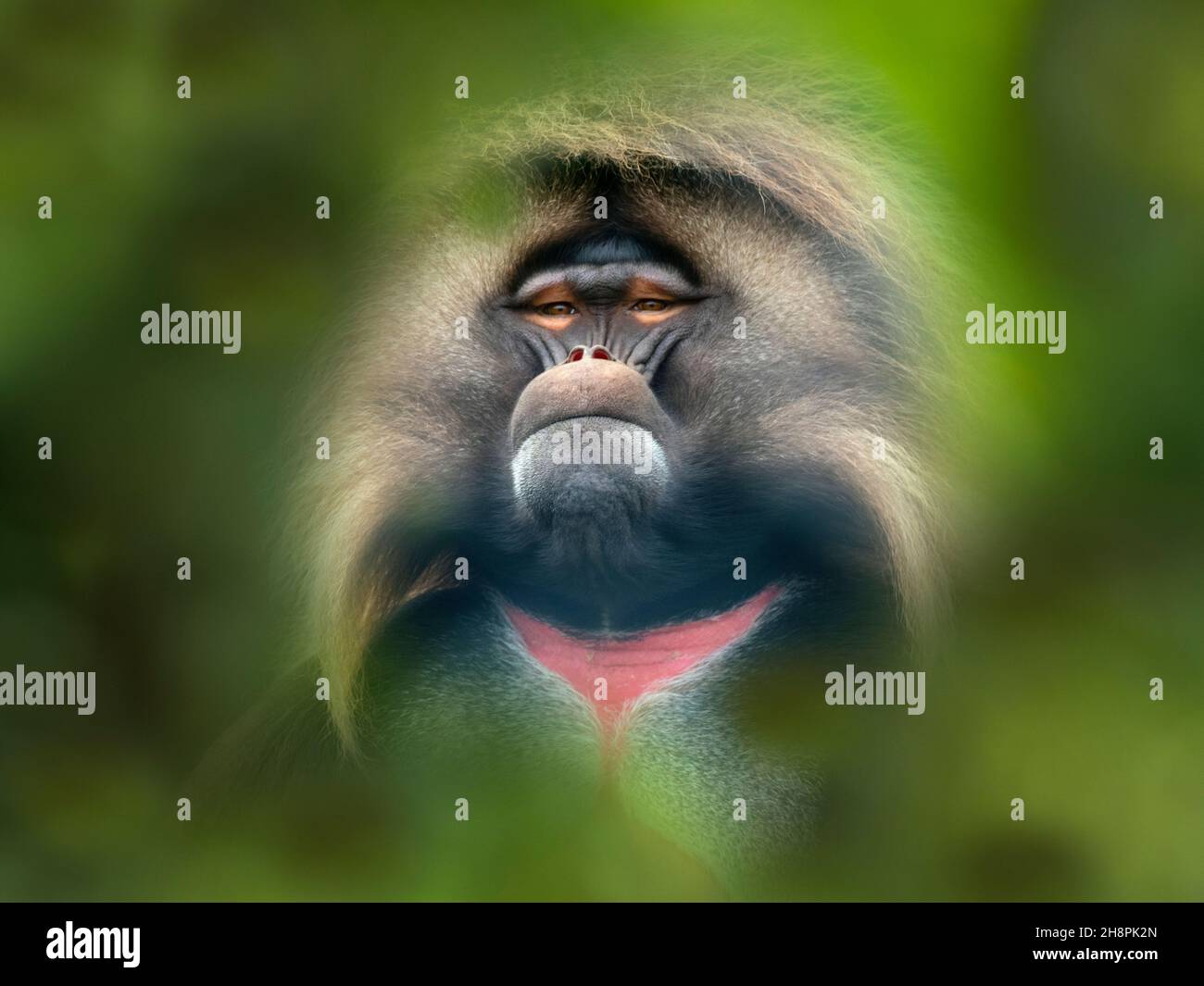 Gelada Baboon Theropithecus gelada portrait Stock Photo - Alamy