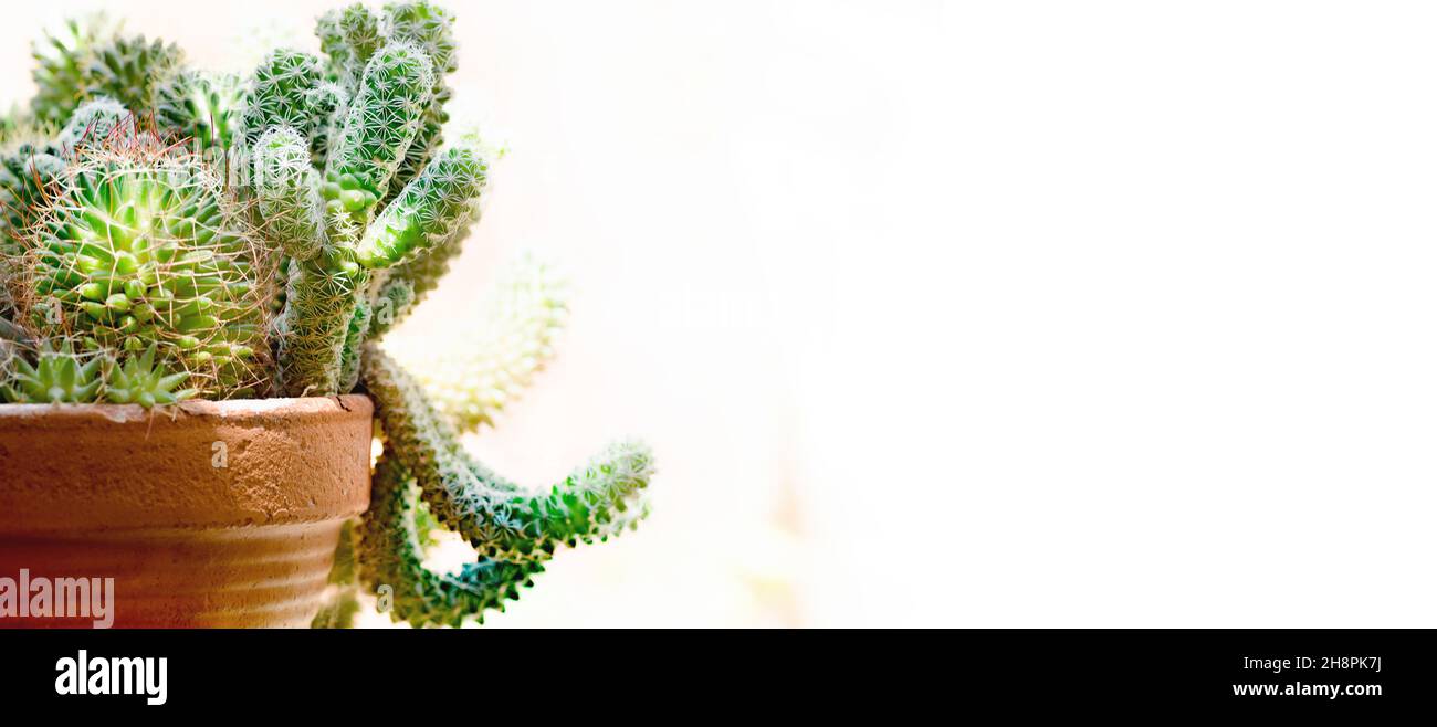 Succulents Cactus Mammillari in Pot Natural Background with Place for ...