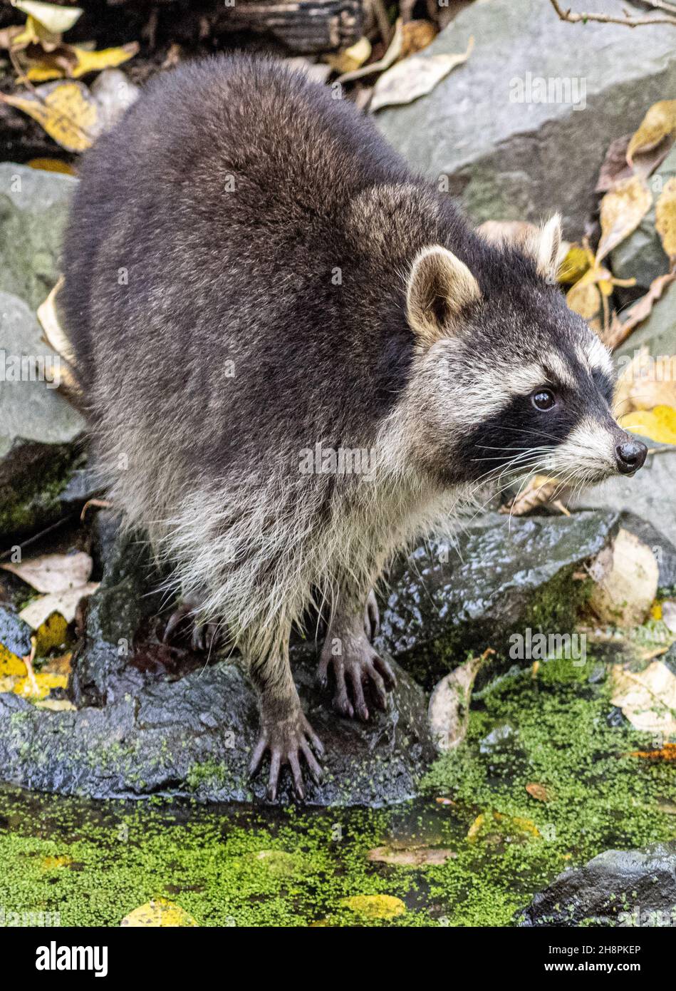 Pet raccoons hi-res stock photography and images - Alamy