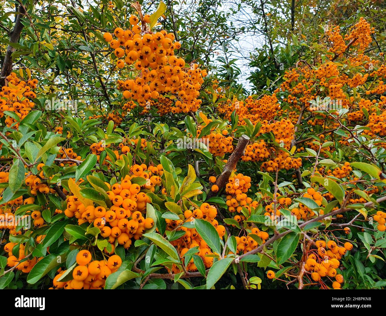 Pyracantha coccinea fruit on the branches Stock Photo - Alamy