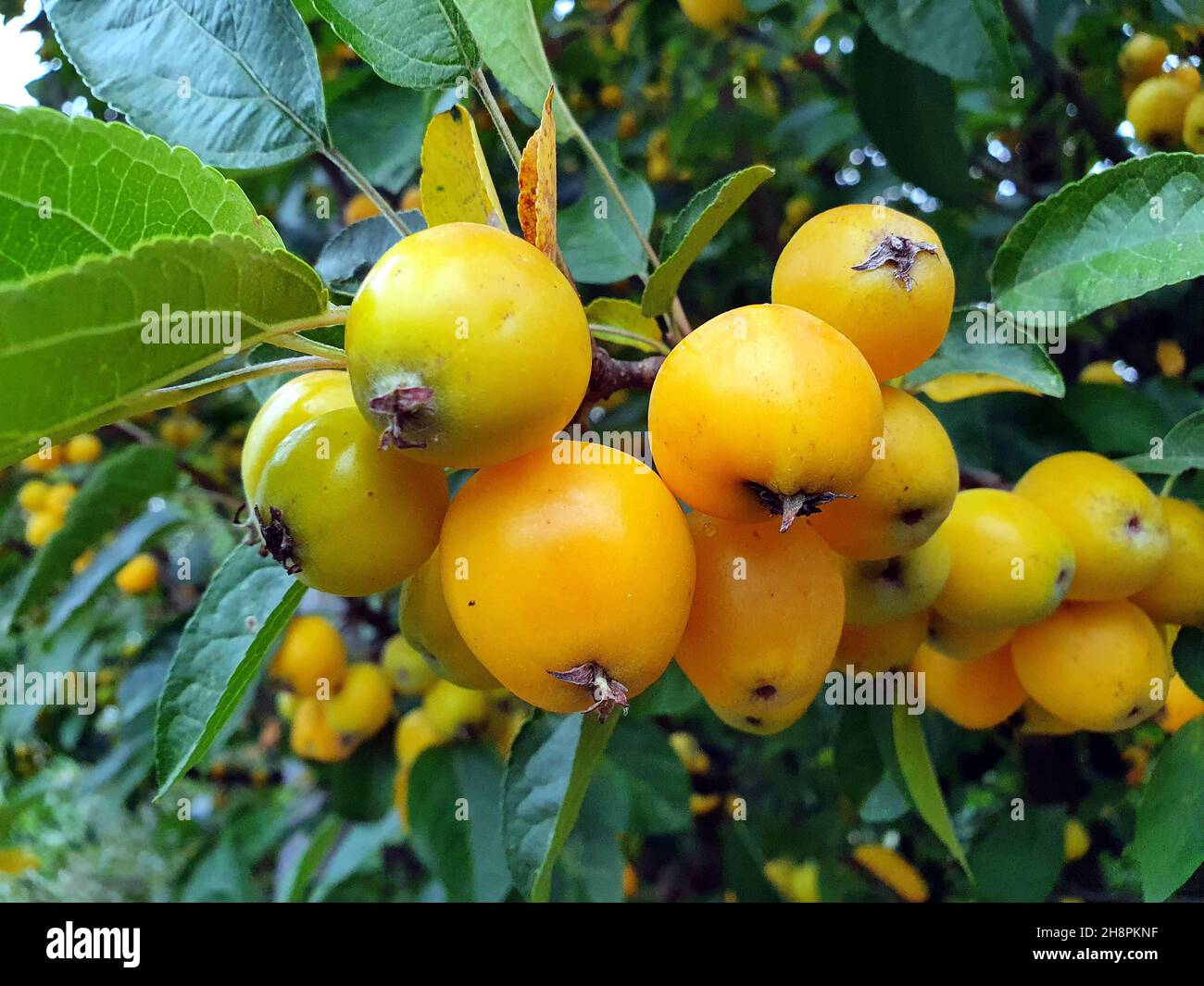 Pyracantha coccinea fruit on the branches Stock Photo - Alamy