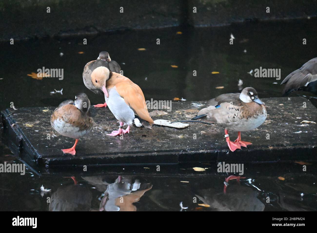 Ducks standing near the river Stock Photo - Alamy