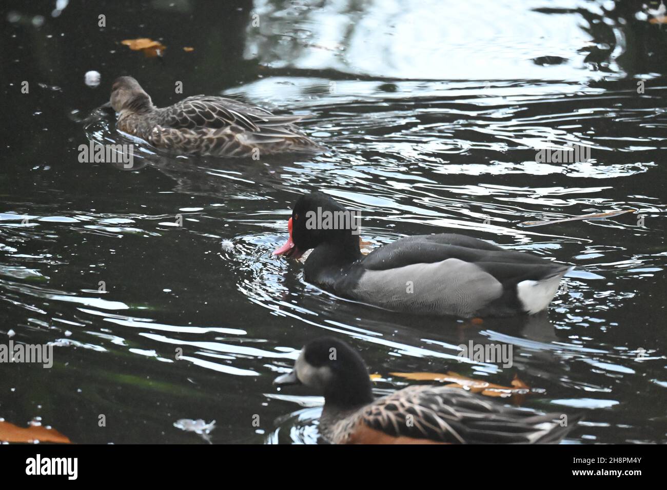 Beautiful view of ducks floating in the lake Stock Photo - Alamy