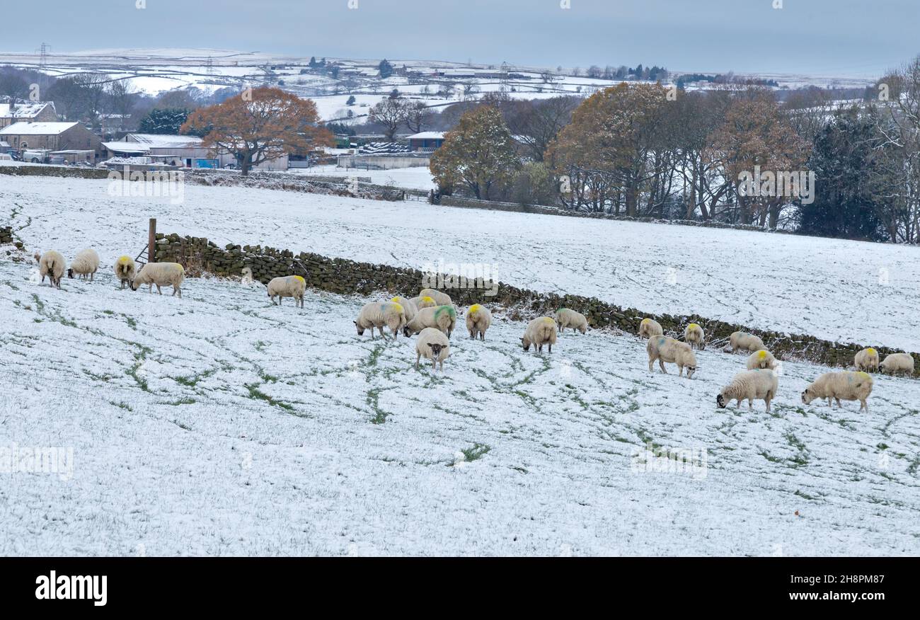 Sheep in a snow covered field on a Yorkshire farm in England Stock ...