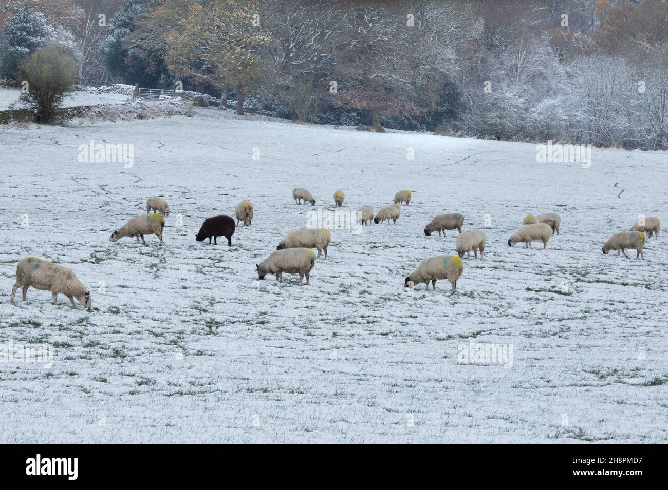 Sheep with coloured smit marks hi-res stock photography and images - Alamy
