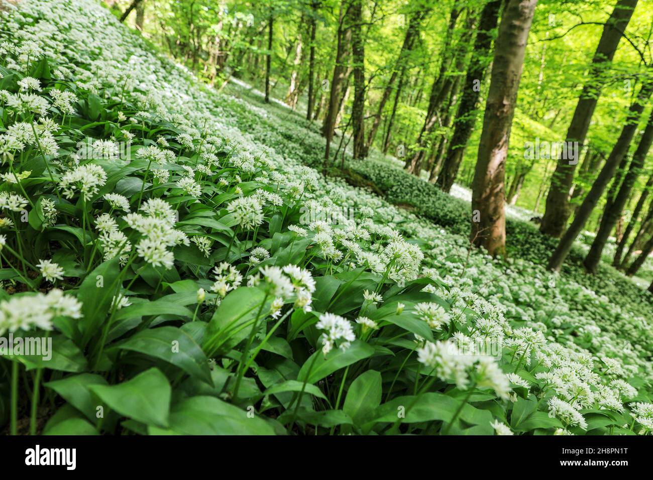 Wild Garlic or Ramsons (Allium ursinum) in Cressbrook Dale, Derbyshire ...