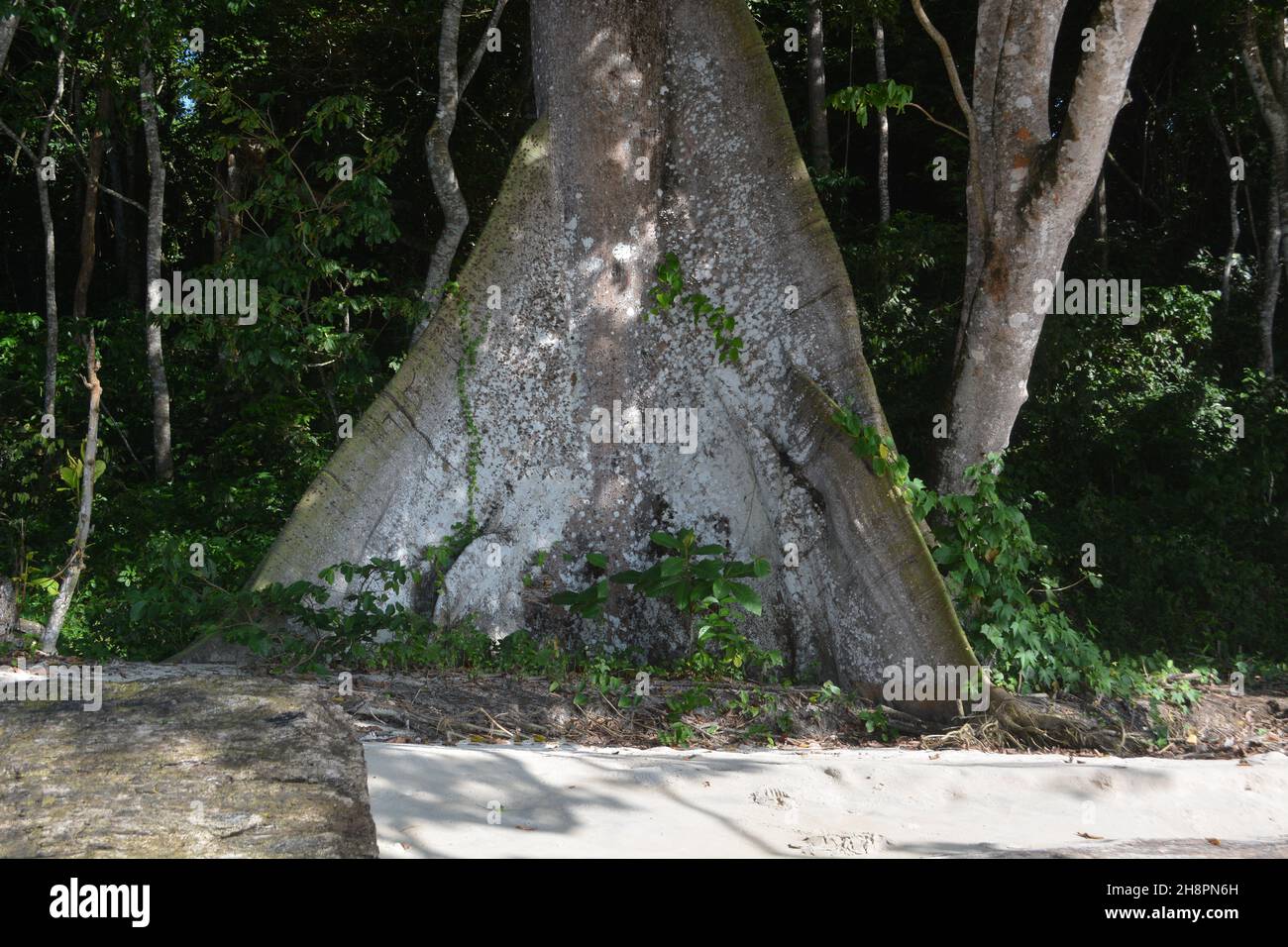 Kevazingo in Gabon beach , Africa Stock Photo - Alamy