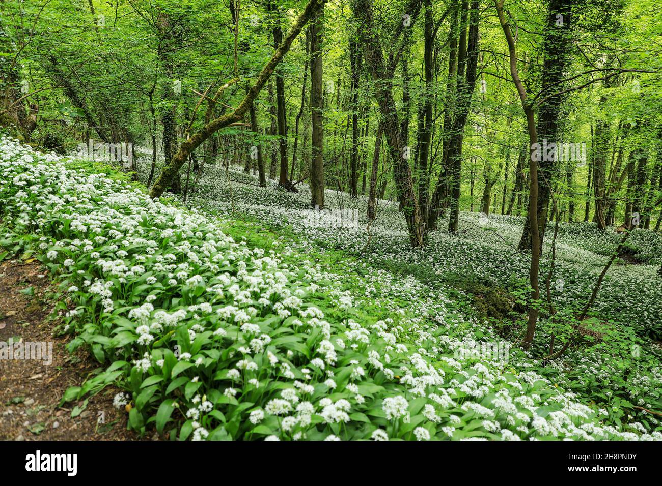 Wild Garlic or Ramsons (Allium ursinum) in Cressbrook Dale, Derbyshire ...