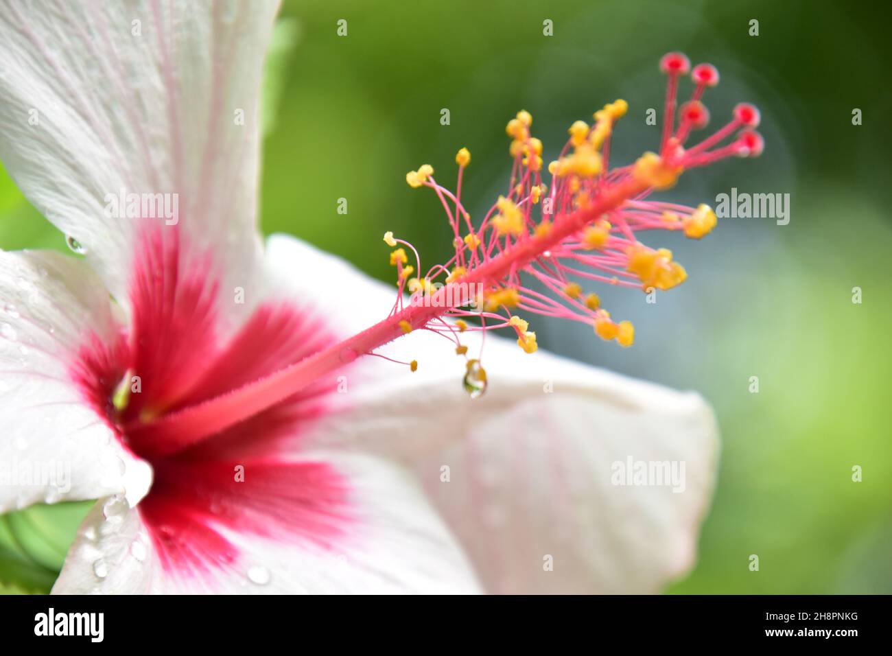 White hibiscus hi-res stock photography and images - Alamy