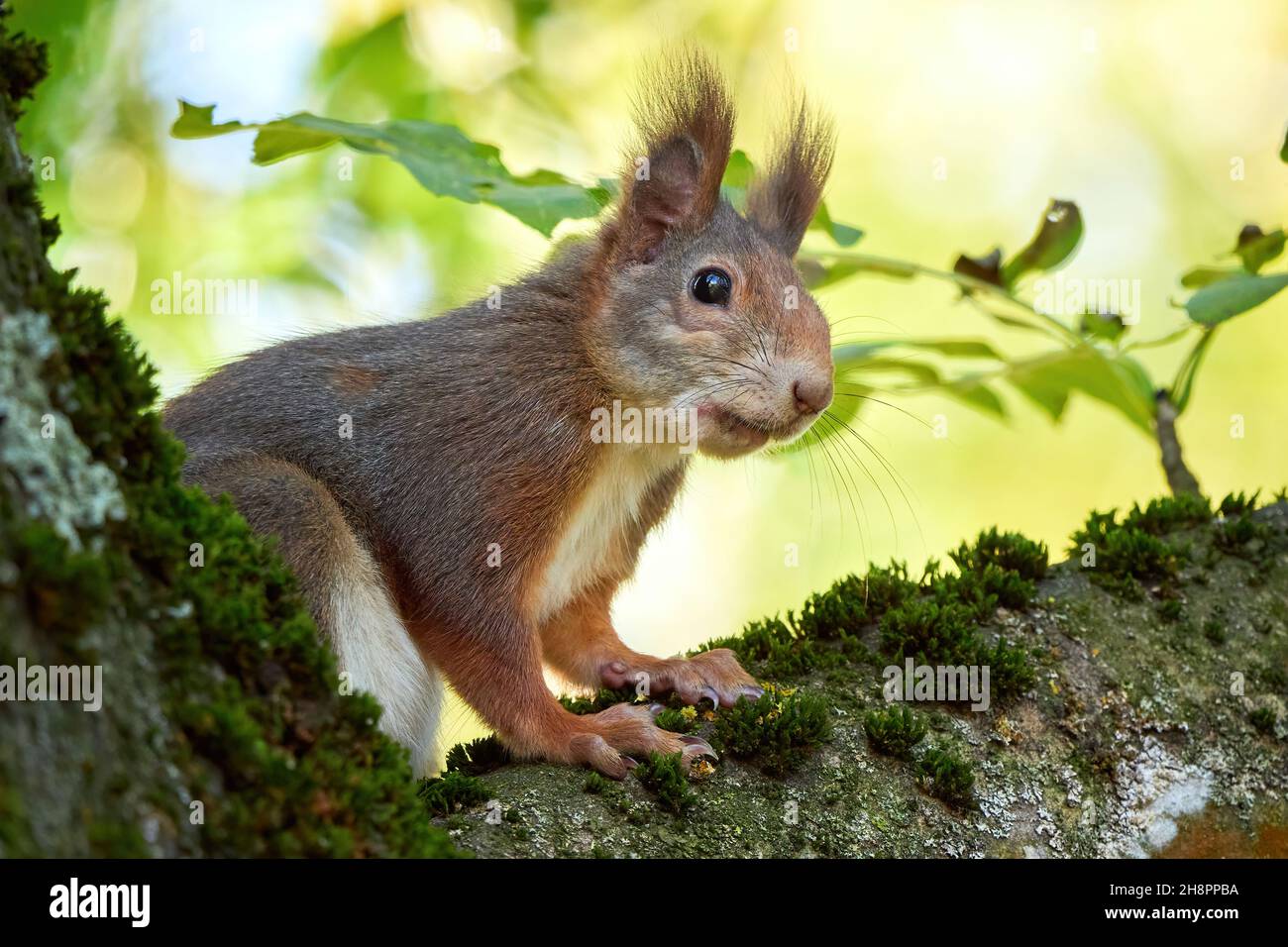 Eurasian red squirrel on a tree (Sciurus vulgaris Stock Photo - Alamy