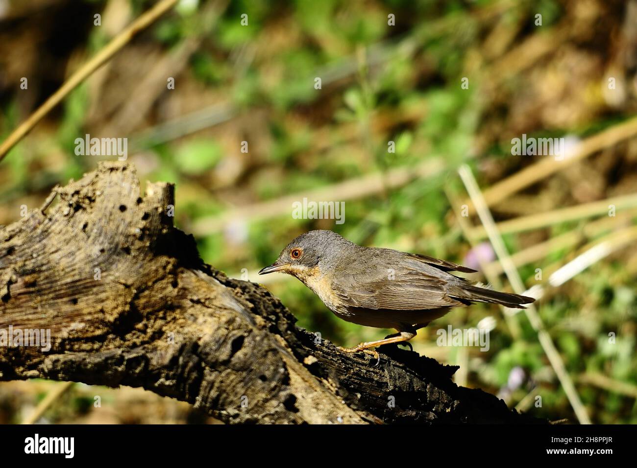 Sylvia cantillans - The western subalpine warbler is a typical small ...