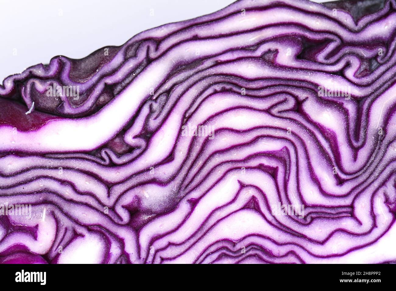 Red cabbage close-up. The texture of the cut cabbage. Macro red cabbage ...