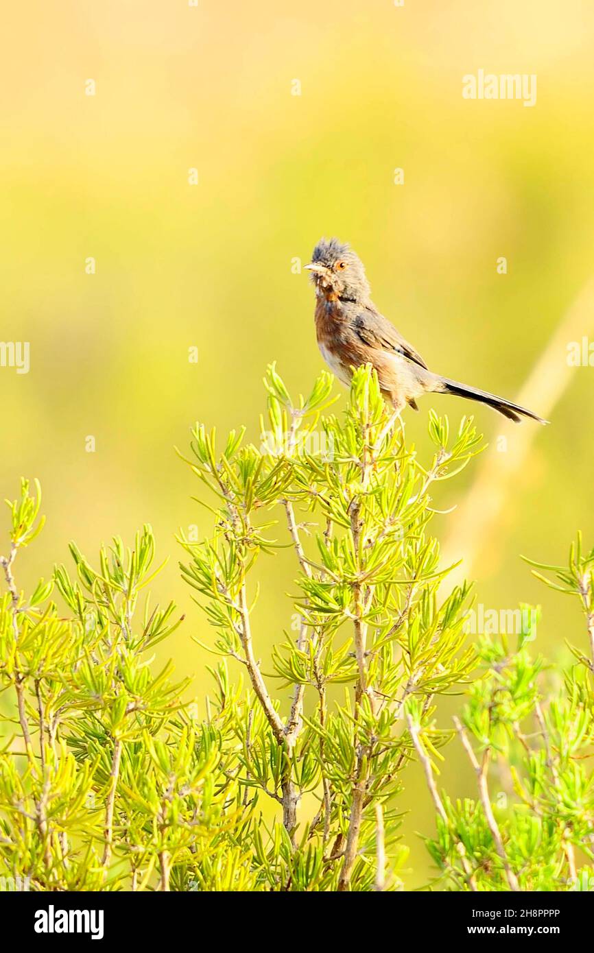 Sylvia undata - The long-tailed warbler is a species of passerine bird ...