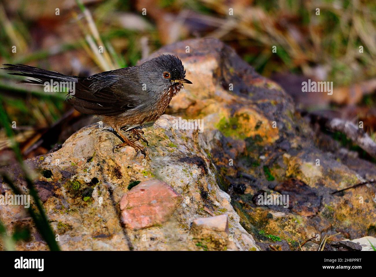 Sylvia undata - The long-tailed warbler is a species of passerine bird ...
