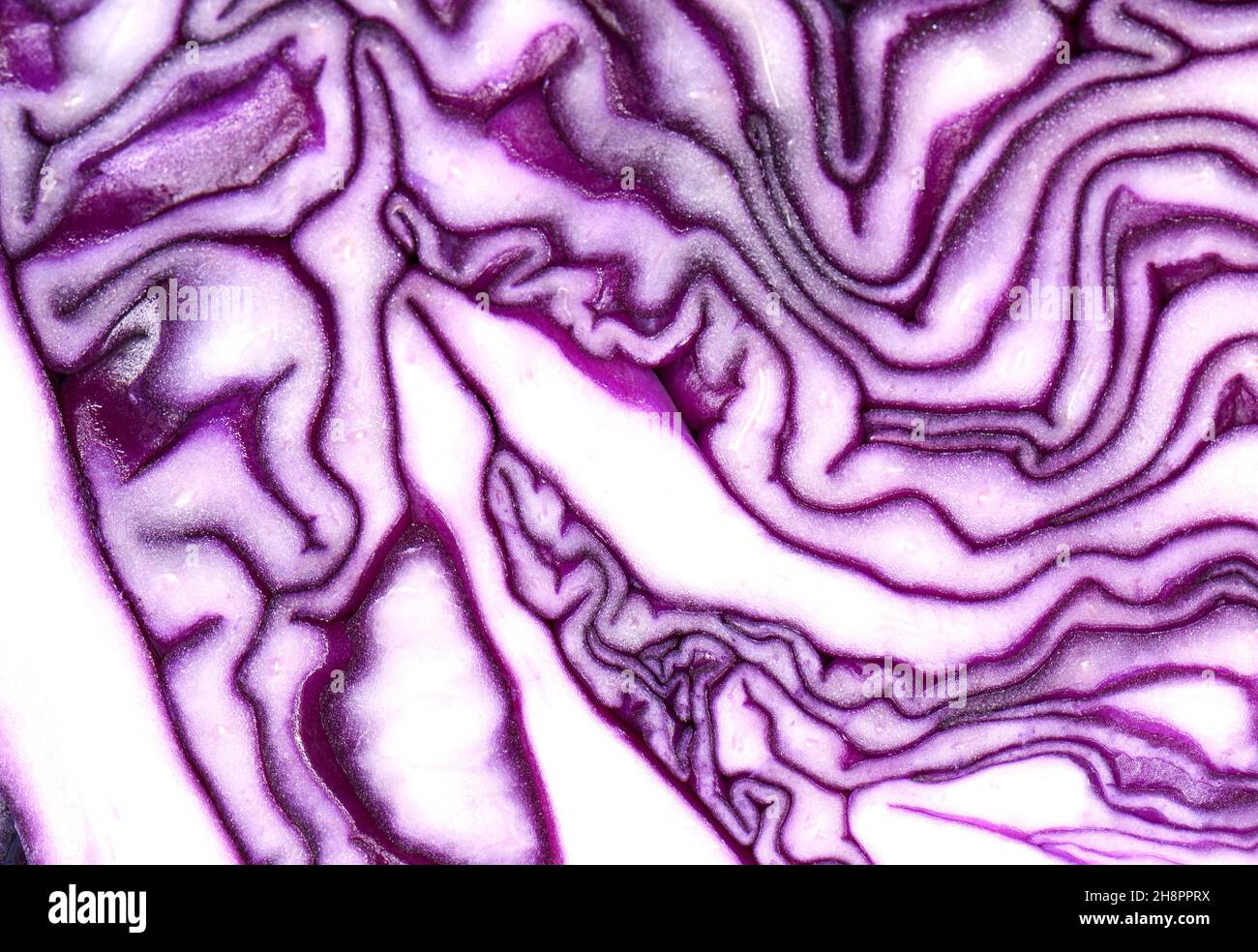 Red cabbage close-up. The texture of the cut cabbage. Macro red cabbage ...