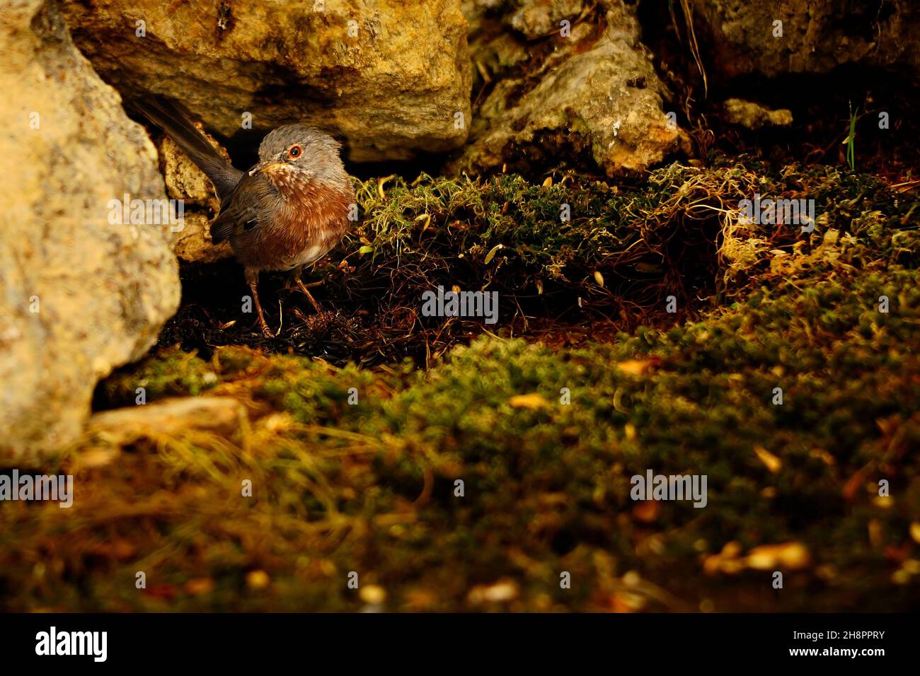 Sylvia undata - The long-tailed warbler is a species of passerine bird ...