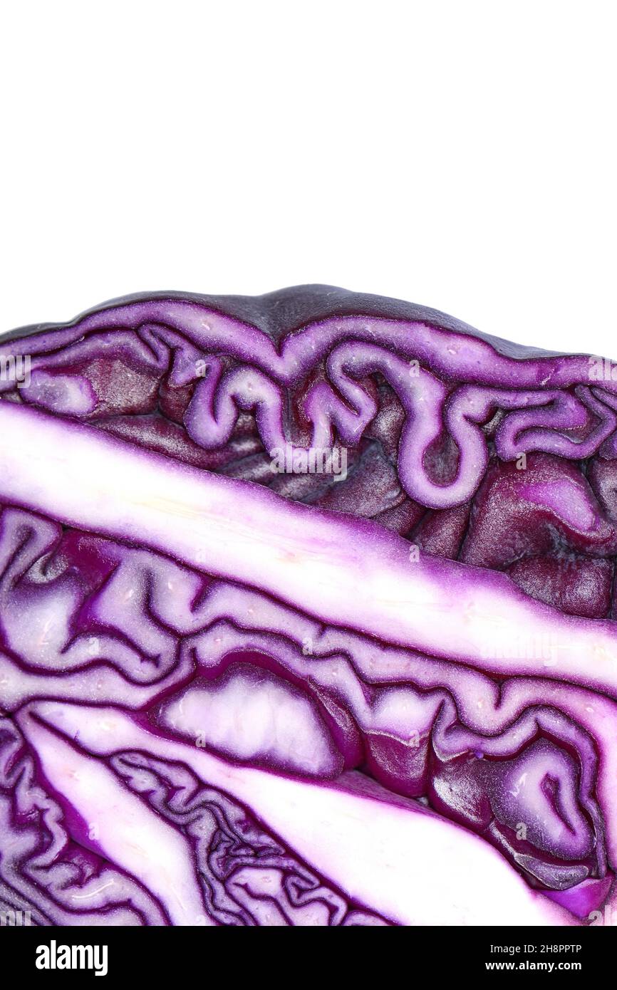 Red cabbage close-up. The texture of the cut cabbage. Macro red cabbage ...