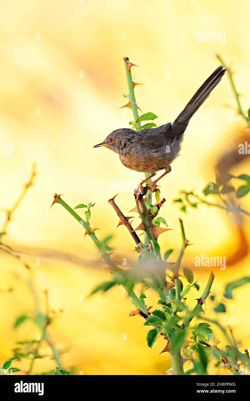 Sylvia undata - The long-tailed warbler is a species of passerine bird ...