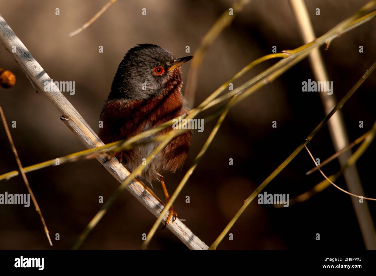 Sylvia undata - The long-tailed warbler is a species of passerine bird ...