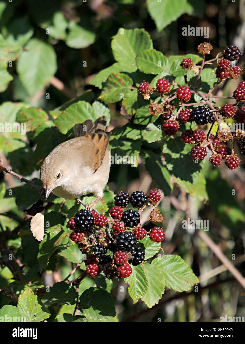 Sylvia communis - The Warbler is a species of passerine bird in the ...