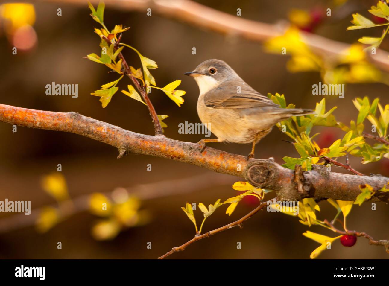 Sylvia communis - The Warbler is a species of passerine bird in the ...