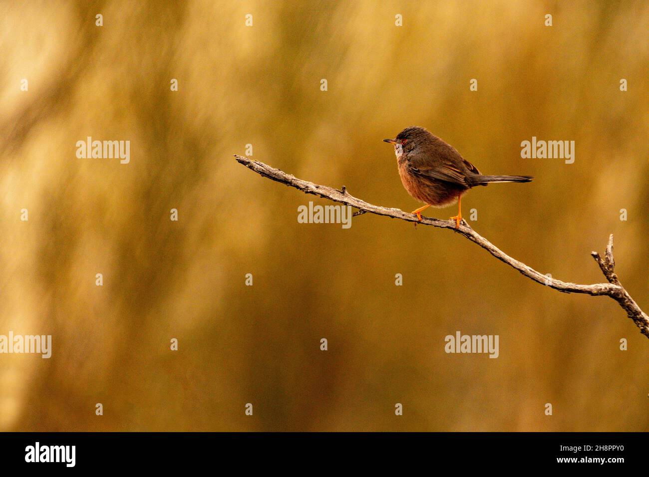 Sylvia undata - The long-tailed warbler is a species of passerine bird ...